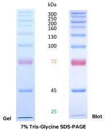 3-color High Range Protein Marker(25-300 KDa) 三色预染高分子量蛋白分子量标准(25-300KDa ...