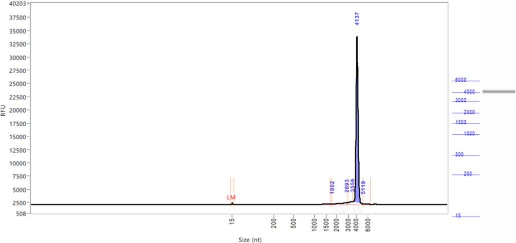 Fluc-eGFP mRNA with N1-Me-pUTP(5'CAP) | NT0006 - CYTOCH世途科