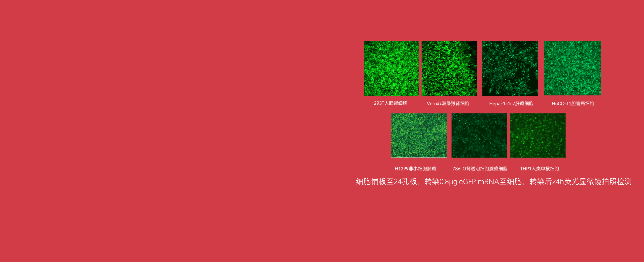 CYTOCH世途科-关注科研，探索世界